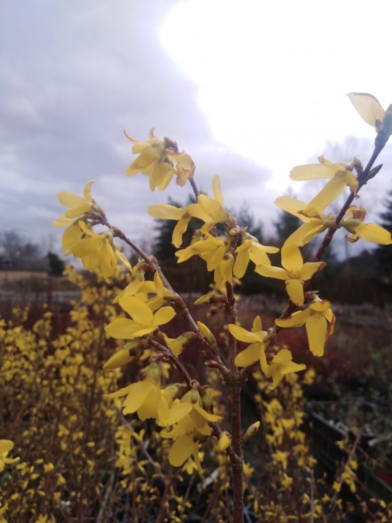 Zlatice prostřední 'Goldzauber' :: Neleňprozeleň.cz