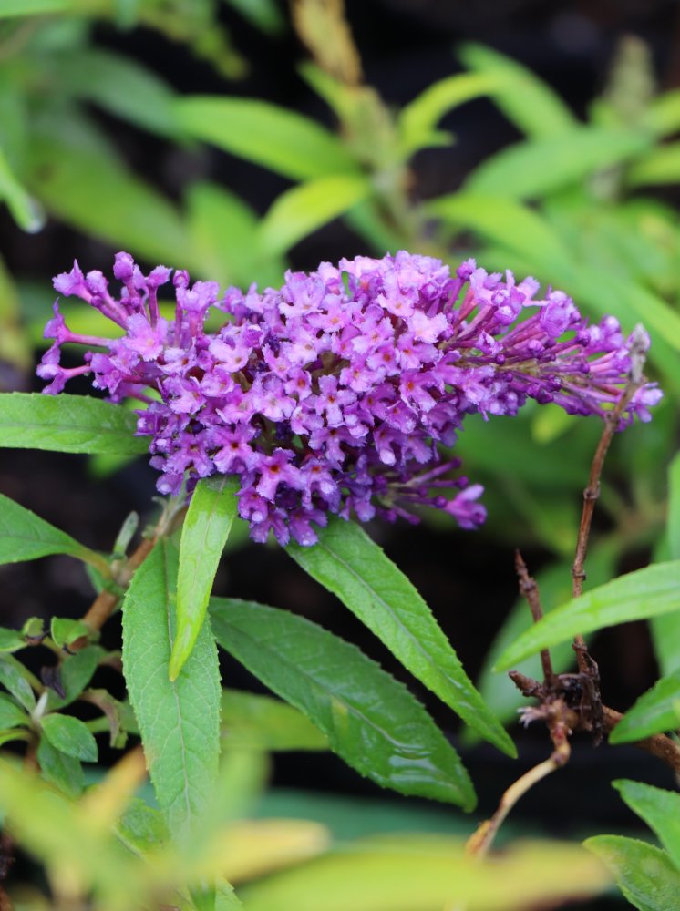 Komule davidova Butterfly Candy ®'Little Purple' :: Neleňprozeleň.cz