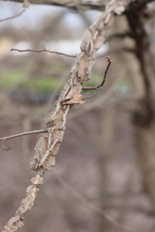 Javor babyka :: Neleňprozeleň.cz