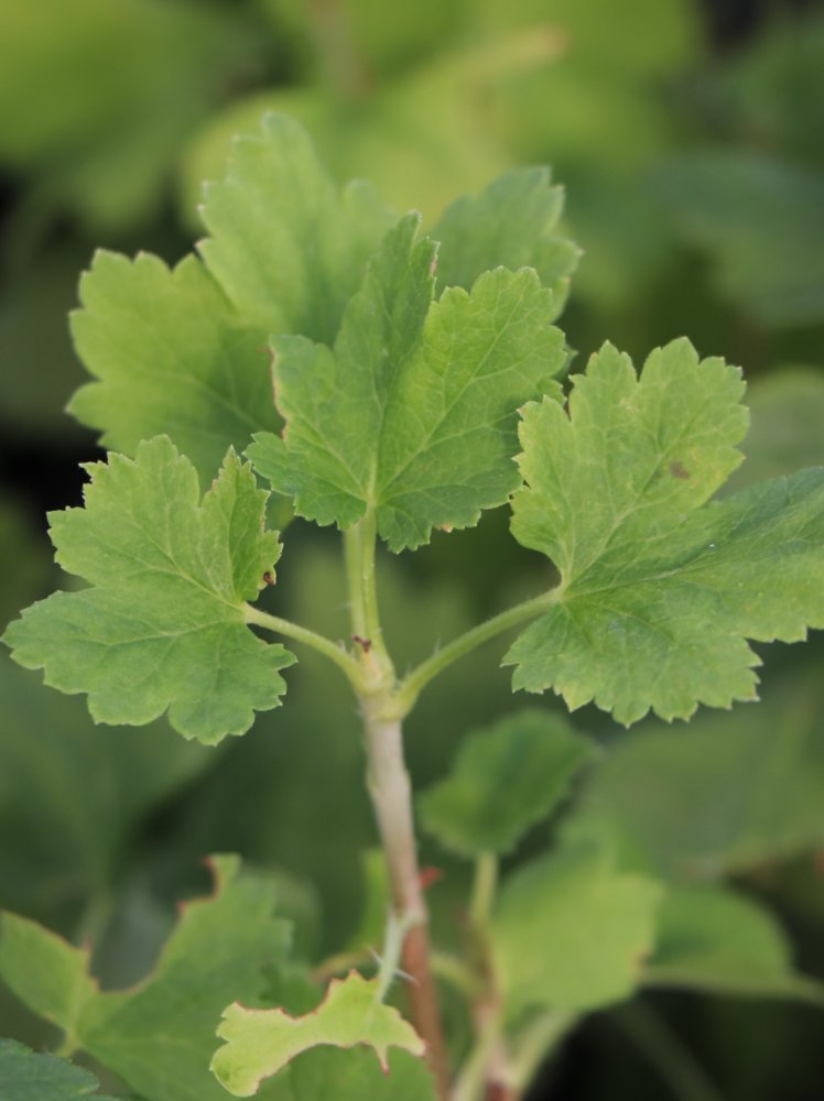 Josta :: Neleňprozeleň.cz