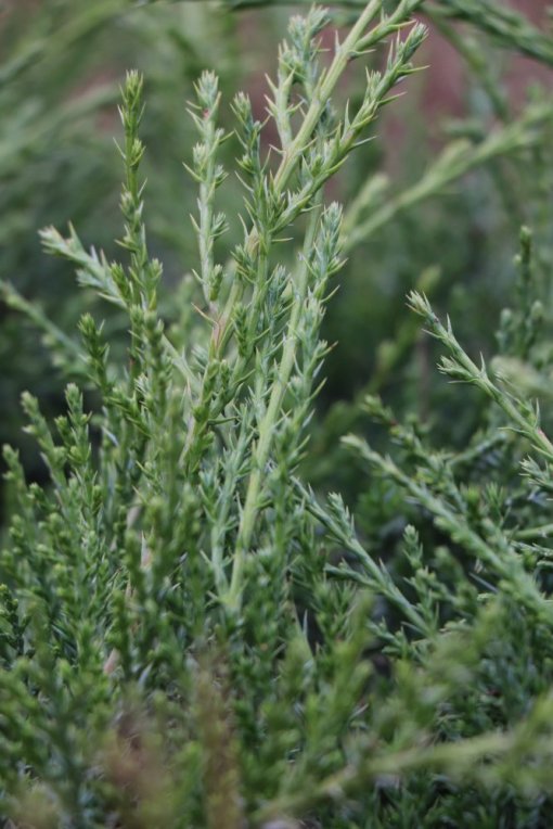 Jalovec Pfitzerův 'Wilhelm Pfitzer' :: Neleňprozeleň.cz