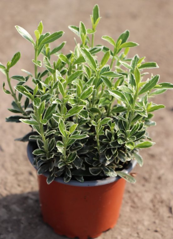 Brslen mix Alba :: Neleňprozeleň.cz