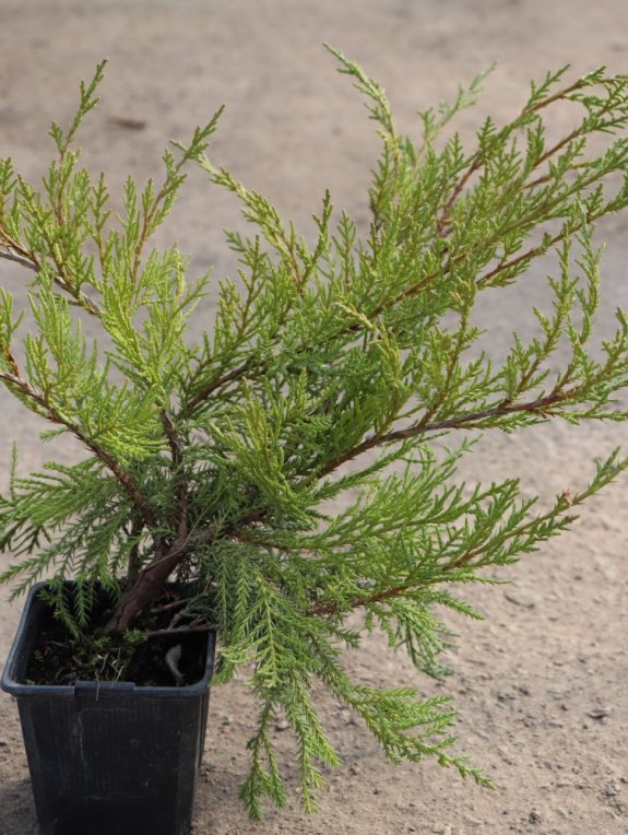 Jalovec Pfitzerův 'Wilhelm Pfitzer' :: Neleňprozeleň.cz